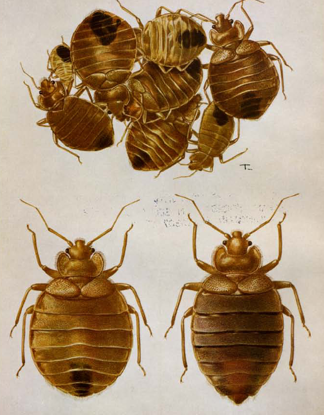 Monograph of Cimicidae (Hemiptera – Heteroptera). Robert L. Unsiger ...